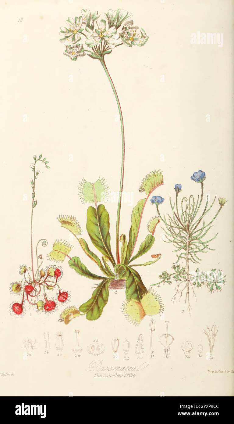Illustrations of the natural orders of plants with groups and ...