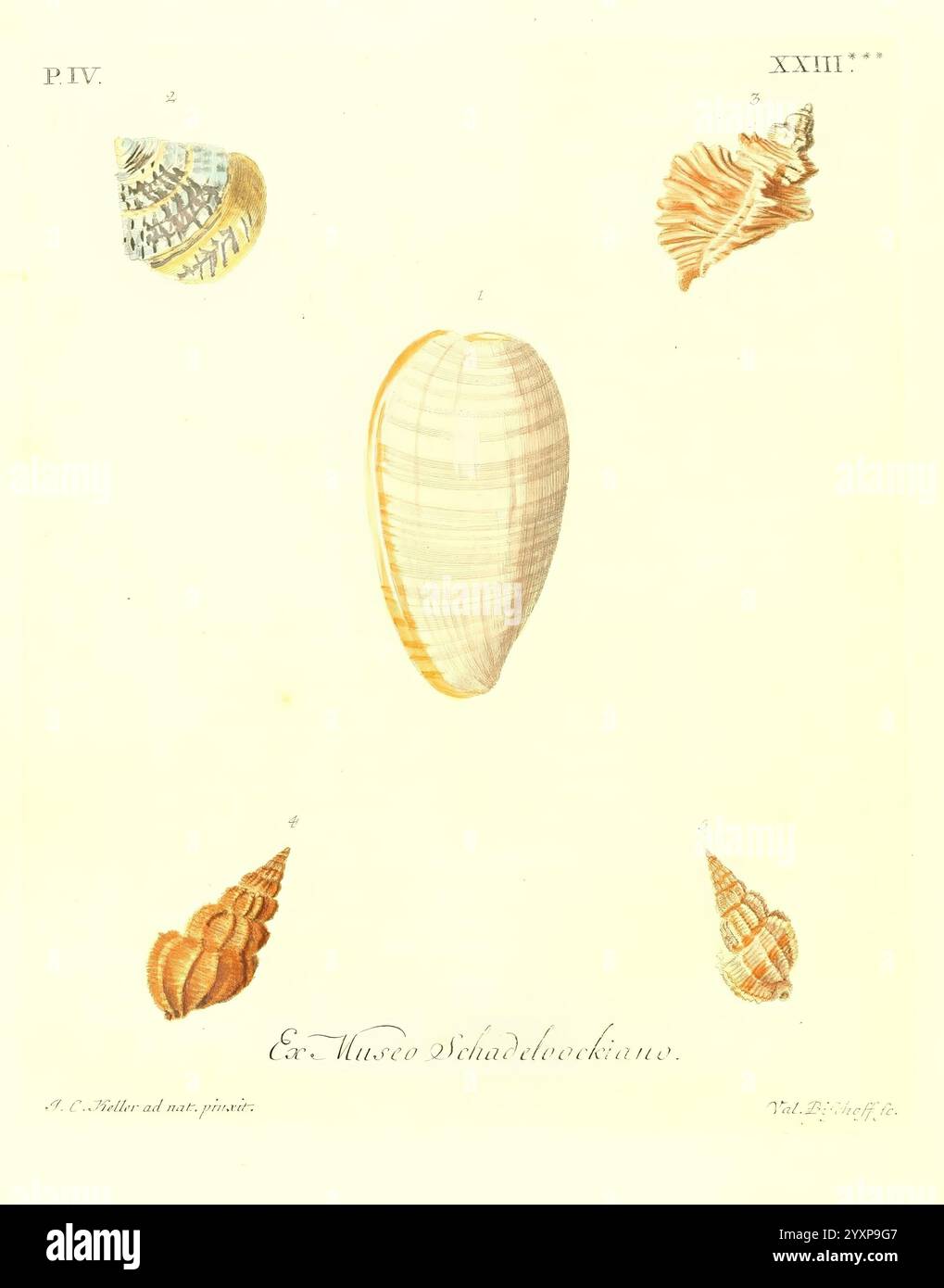 Prominent bivalve shell exhibits hi-res stock photography and images ...