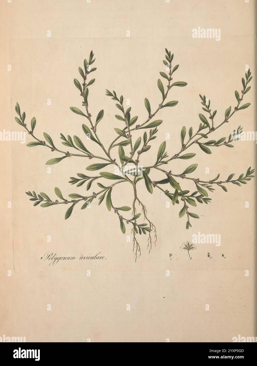 Detailed root structure beneath hi-res stock photography and images - Alamy