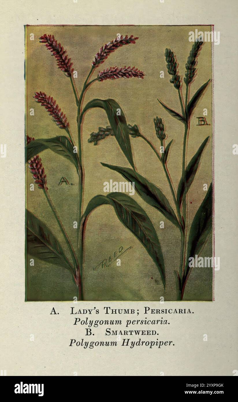 Illustration features two plant species hi-res stock photography and ...