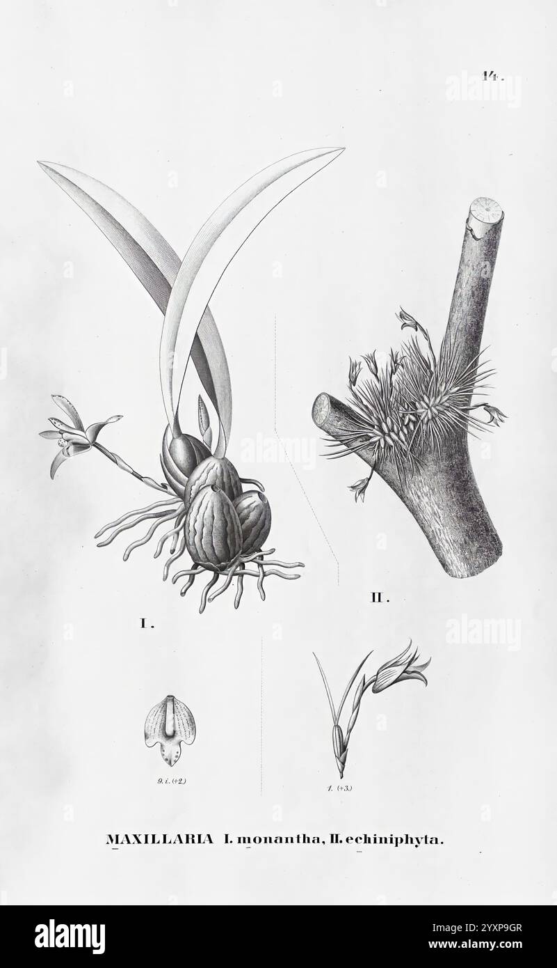 Distinctive bulbous structure hi-res stock photography and images - Alamy