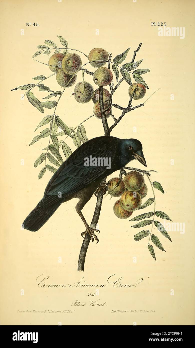 Crows sleek form hi-res stock photography and images - Alamy