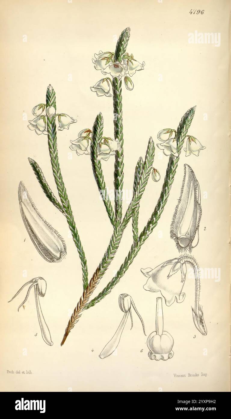 Curtis's Botanical Magazine London New York Botany Periodicals ...