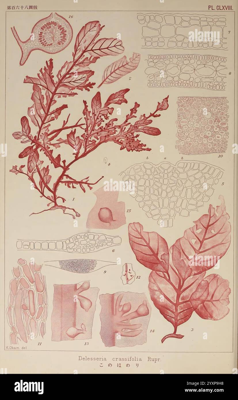 Icones of Japanese algae, Tokyo, Kazamashobo 1907-1942, Japan, Algae ...