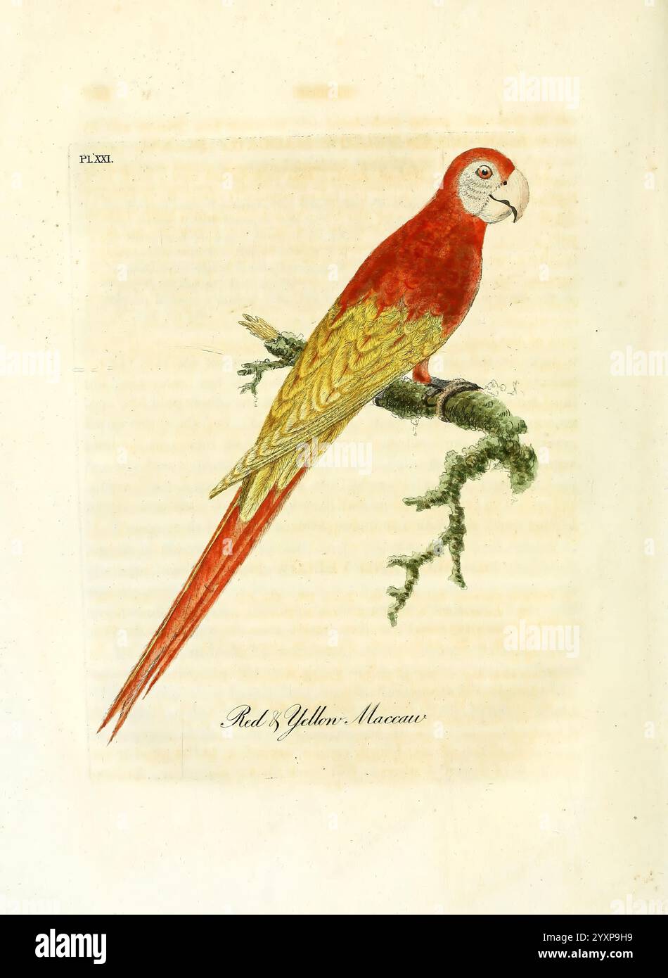 Distinguishing facial features hi-res stock photography and images - Alamy