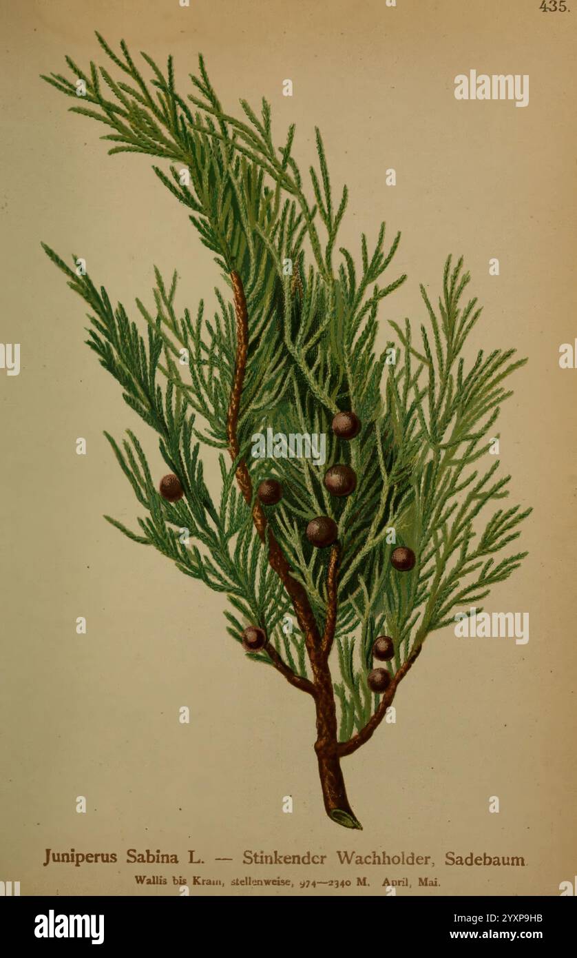 Detailed botanical representation highlights hi-res stock photography ...