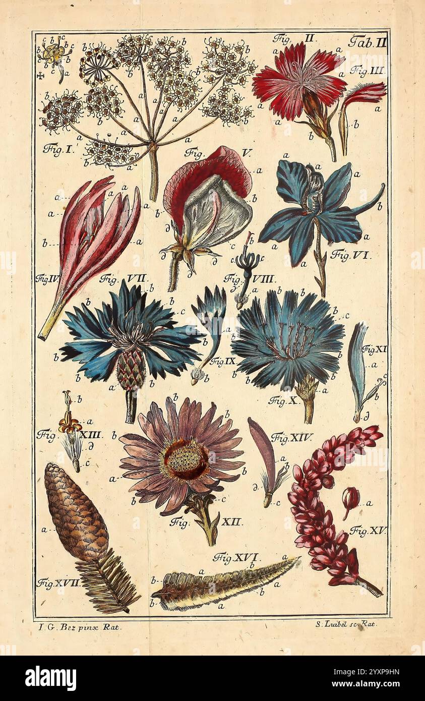 Botanicam expeditiorem hi-res stock photography and images - Alamy