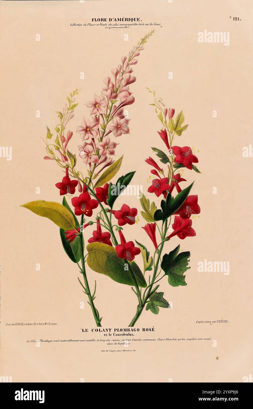 Rose varieties alongside hi-res stock photography and images - Alamy