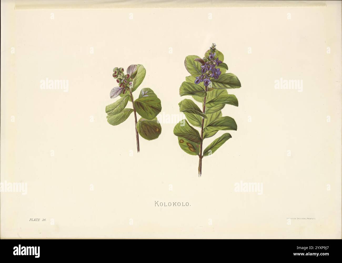 Indigenous flowers of the Hawaiian islands, London, Sampson Low ...