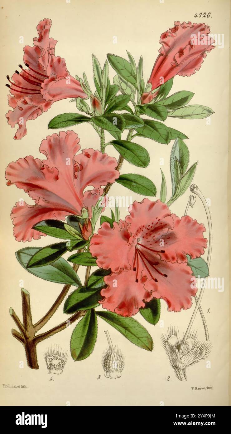 Azaleas botanical characteristics hi-res stock photography and images ...