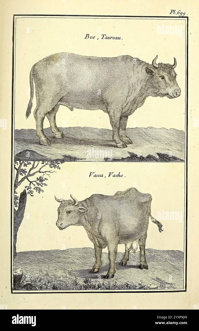 Showcases detailed engravings of animals hi-res stock photography and ...