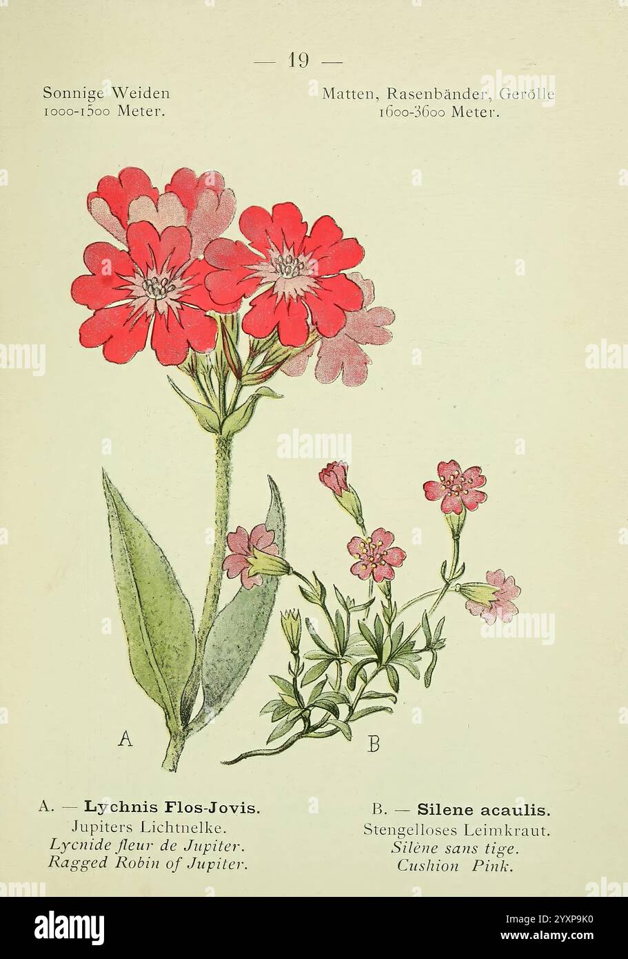 Alpen-Flora, Heidelberg, C. Winter, 1906, alps, mountain plants ...