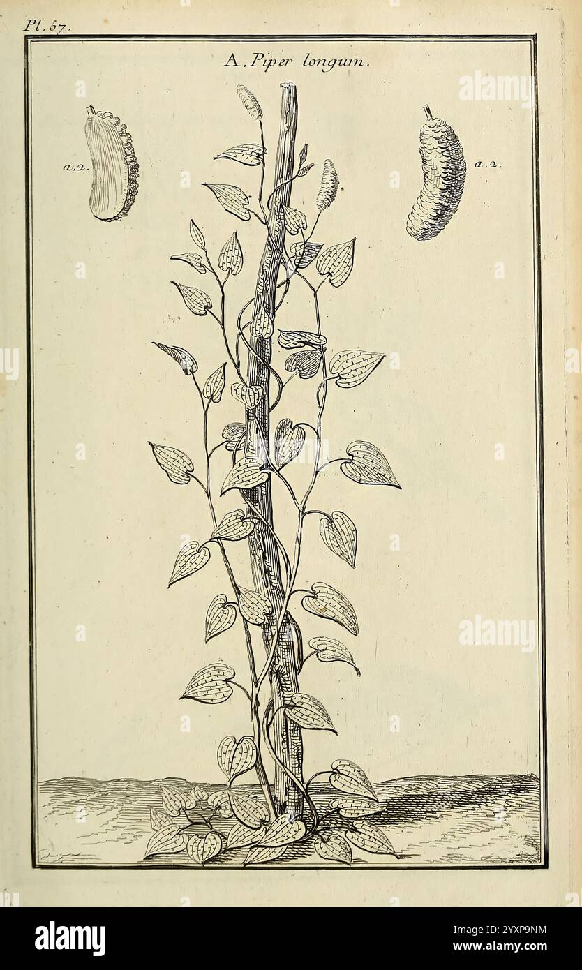 Les figures des plantes et animaux d'usage en medicine, Paris, Desprez ...