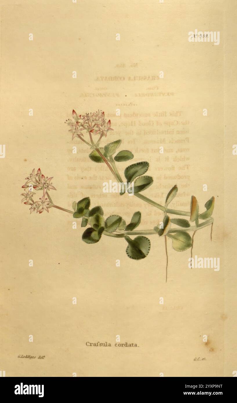 Faded label plant hi-res stock photography and images - Alamy