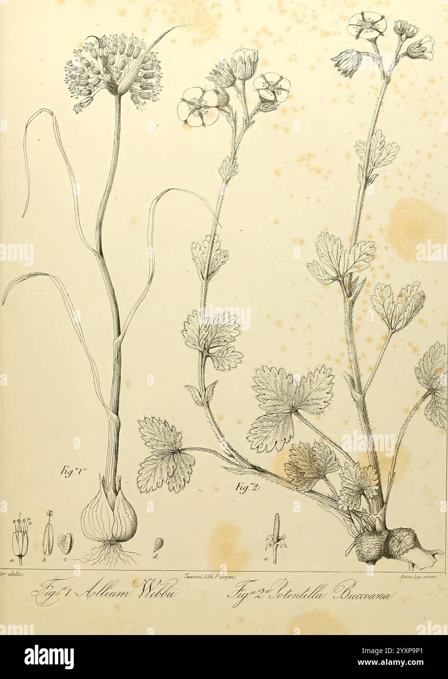 Third specimen displays hi-res stock photography and images - Alamy