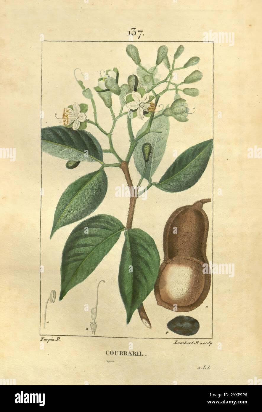 Segmented fruit pod hi-res stock photography and images - Alamy