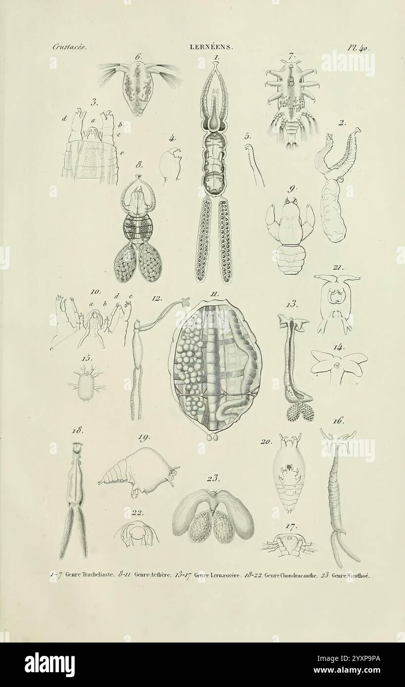 Various shrimp types including hi-res stock photography and images - Alamy