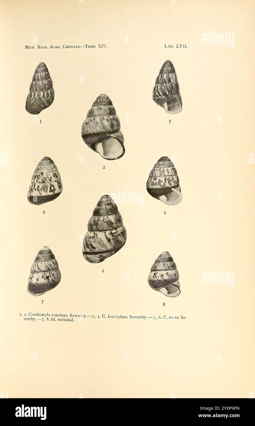 Series of eight distinct shells hi-res stock photography and images - Alamy