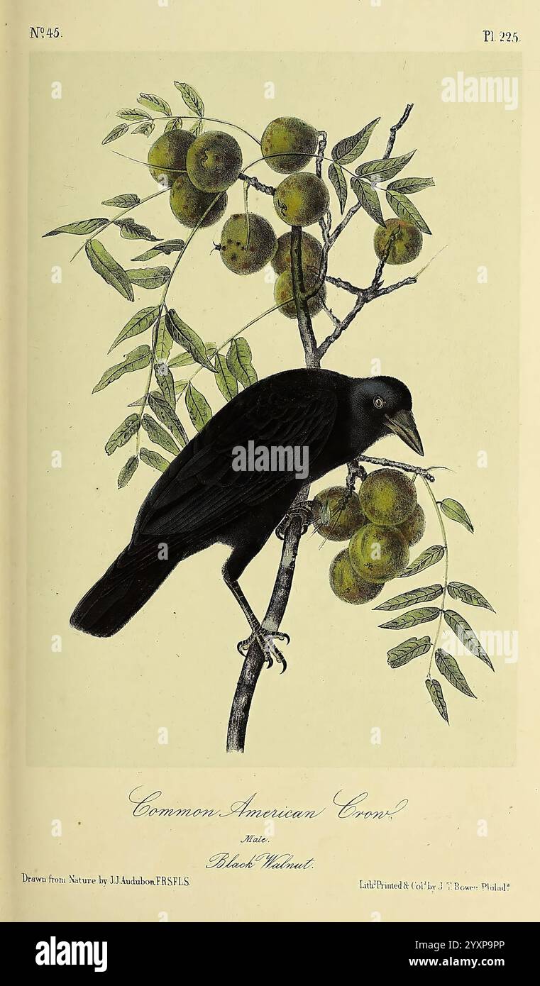 Crows classification hi-res stock photography and images - Alamy