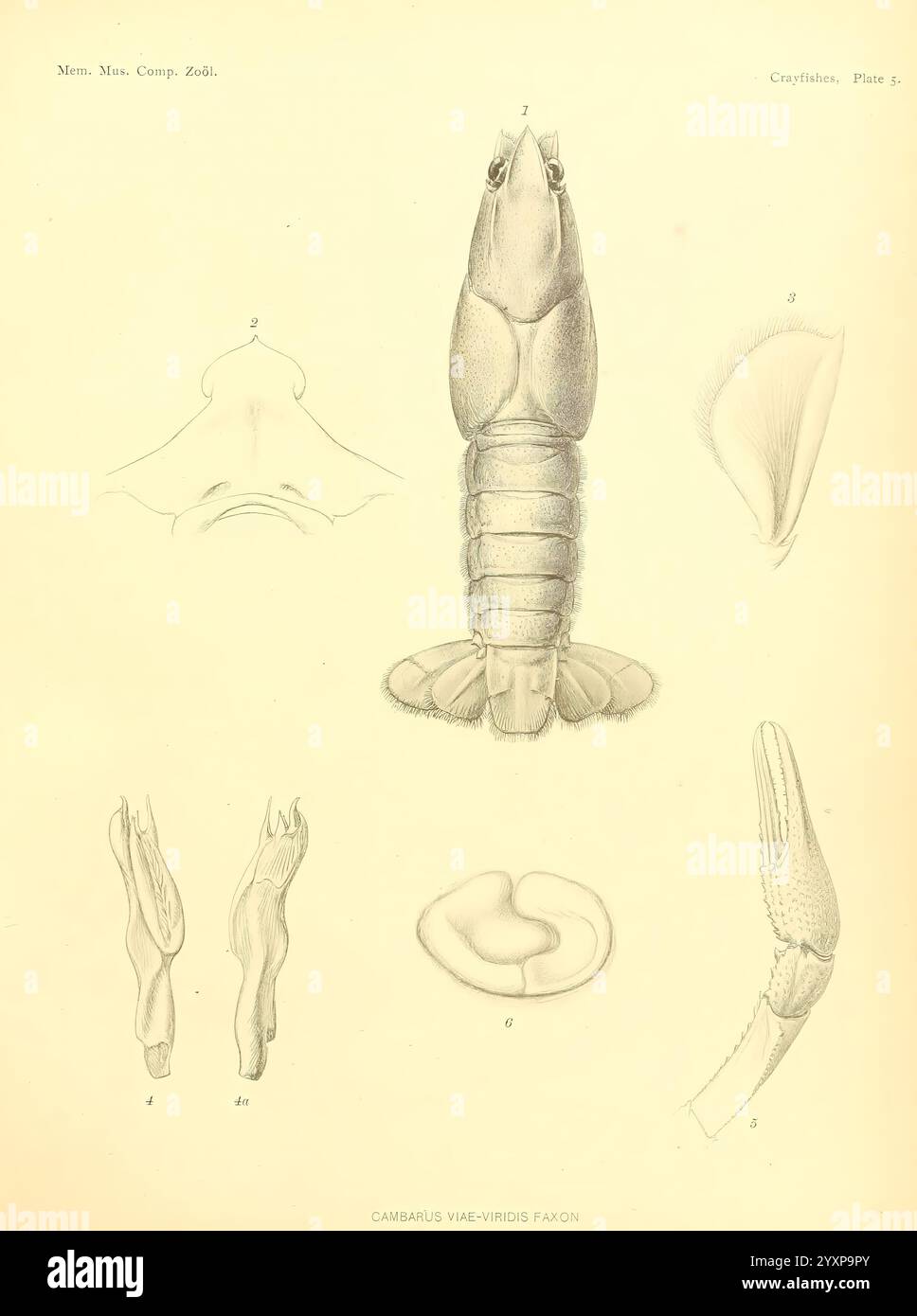 Crayfishs anatomy hi-res stock photography and images - Alamy
