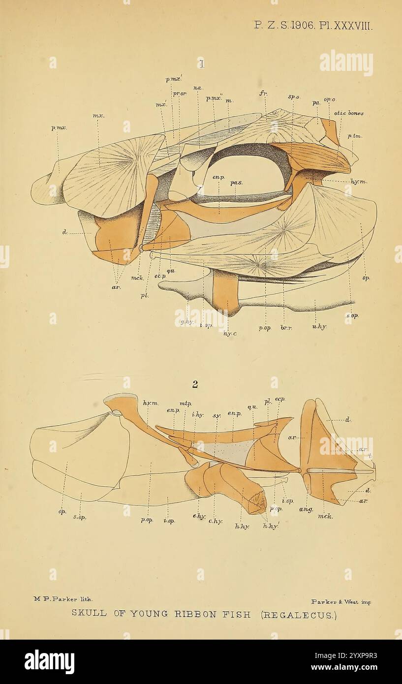 Understanding cranial anatomy hi-res stock photography and images - Alamy