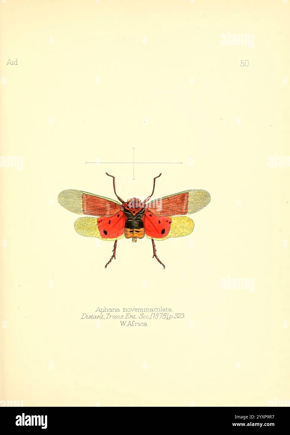 Insects striking physical characteristics hi-res stock photography and ...