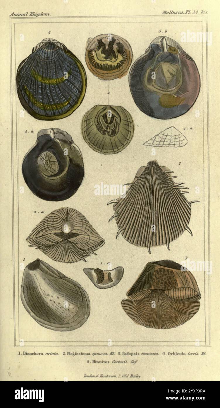 The animal kingdom, arranged according to its organization London, G ...