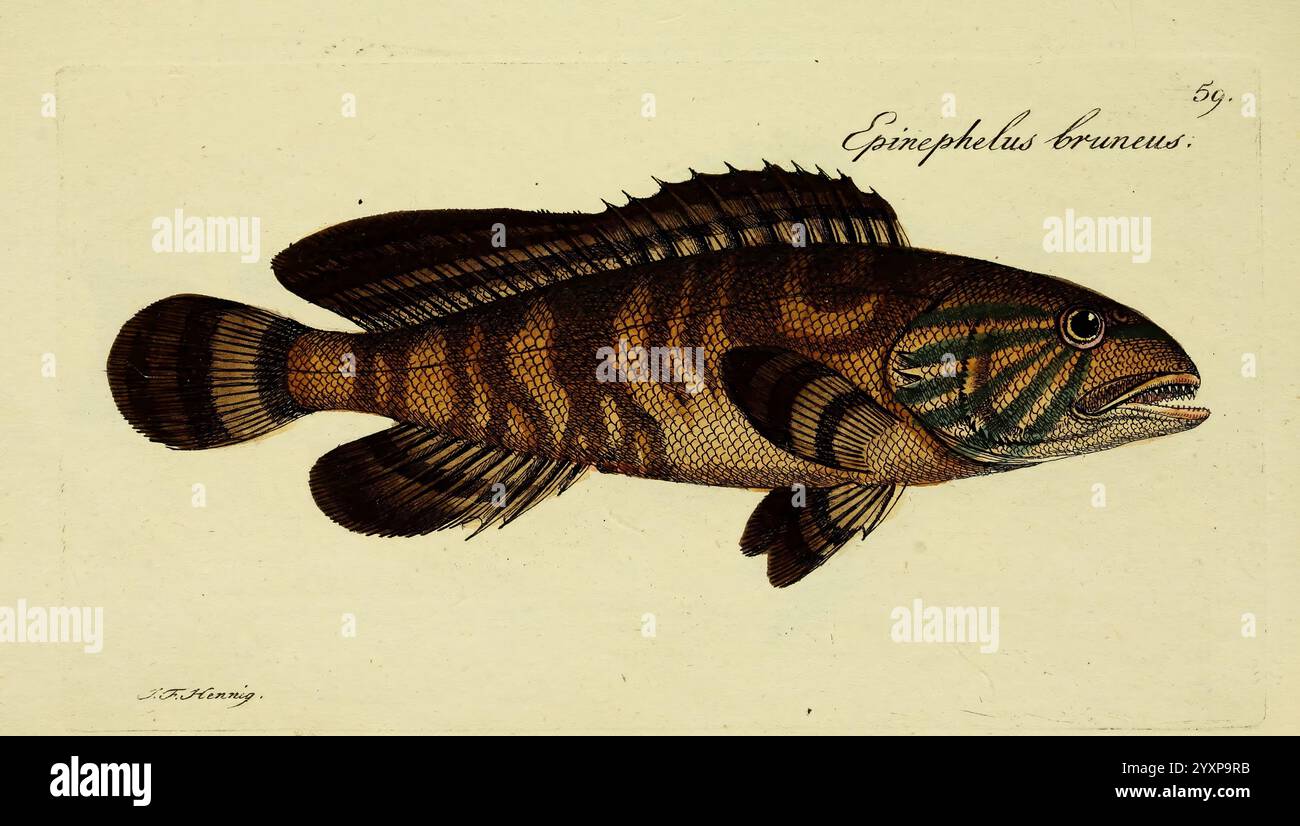 Dorsal fins create hi-res stock photography and images - Alamy