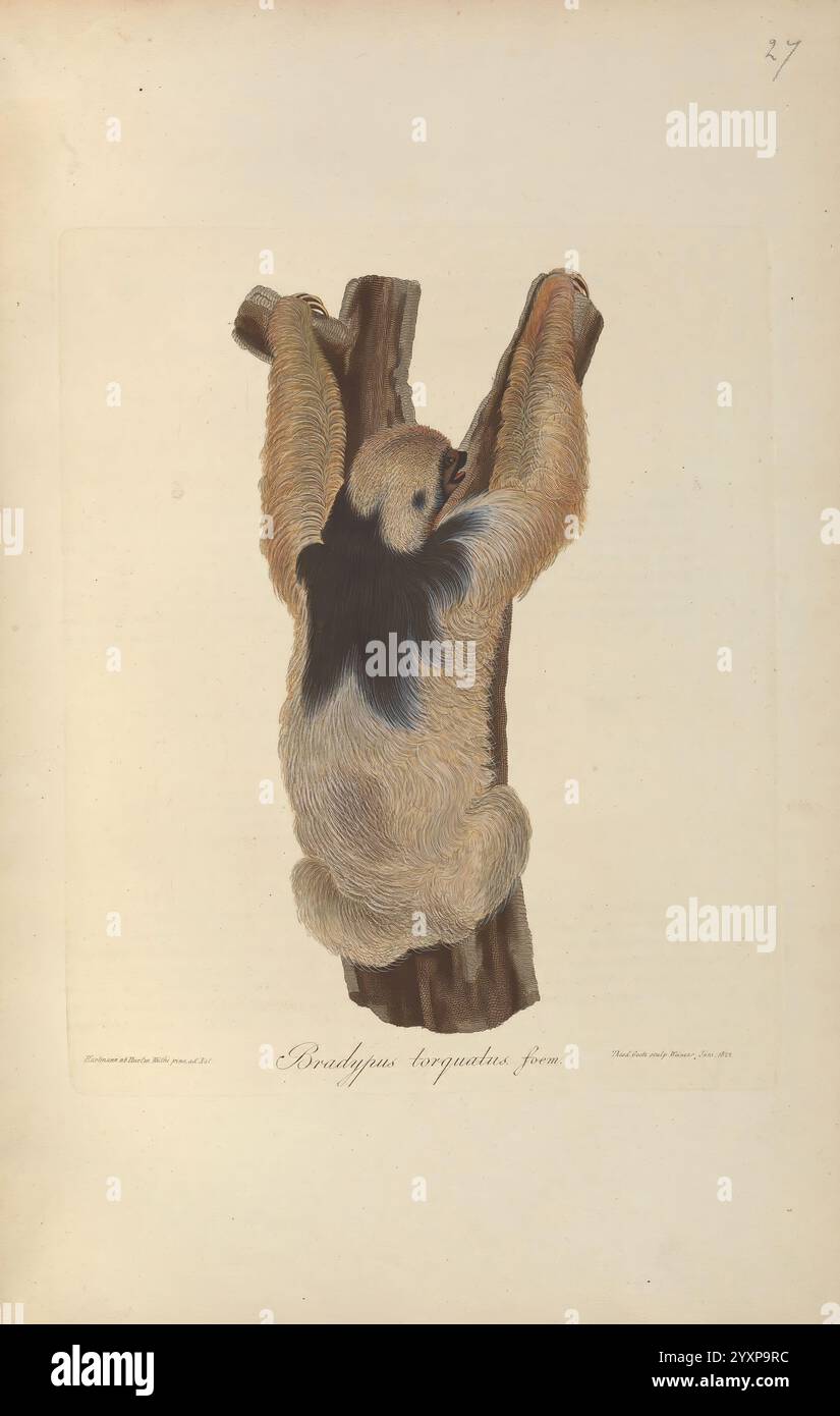 Distinctive long limbs hi-res stock photography and images - Alamy