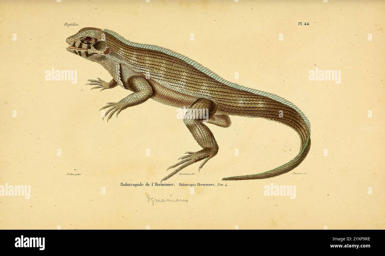 Fascinating amphibians hi-res stock photography and images - Alamy