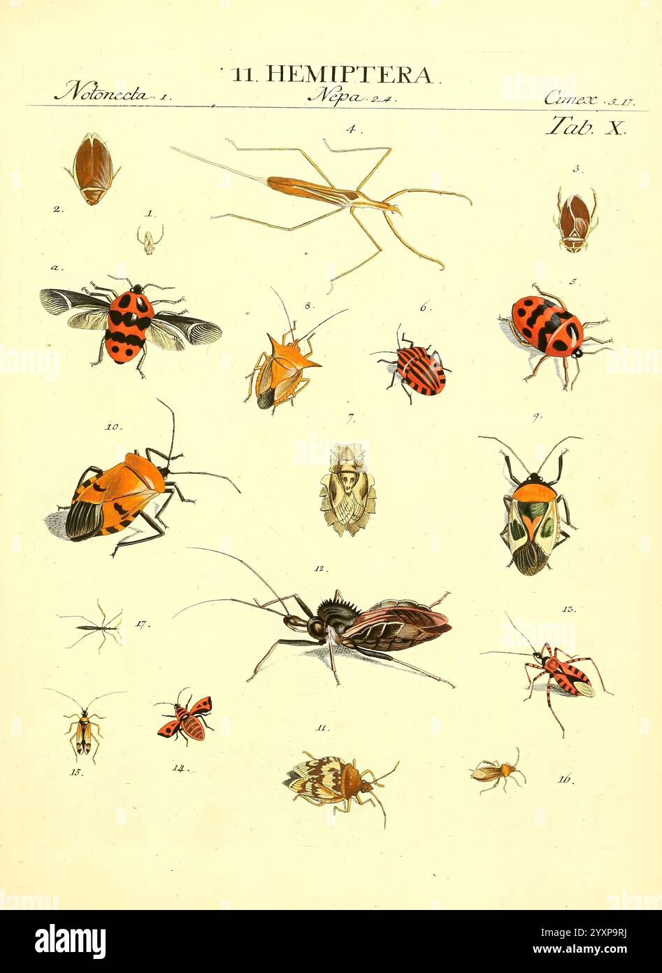 Identifiable beetles hi-res stock photography and images - Alamy