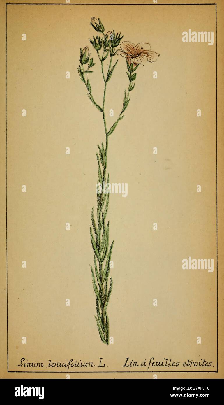 New york botanical garden linum tenuifolium hi-res stock photography ...