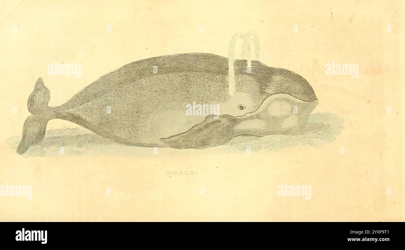 Distinctive bulbous head hi-res stock photography and images - Alamy