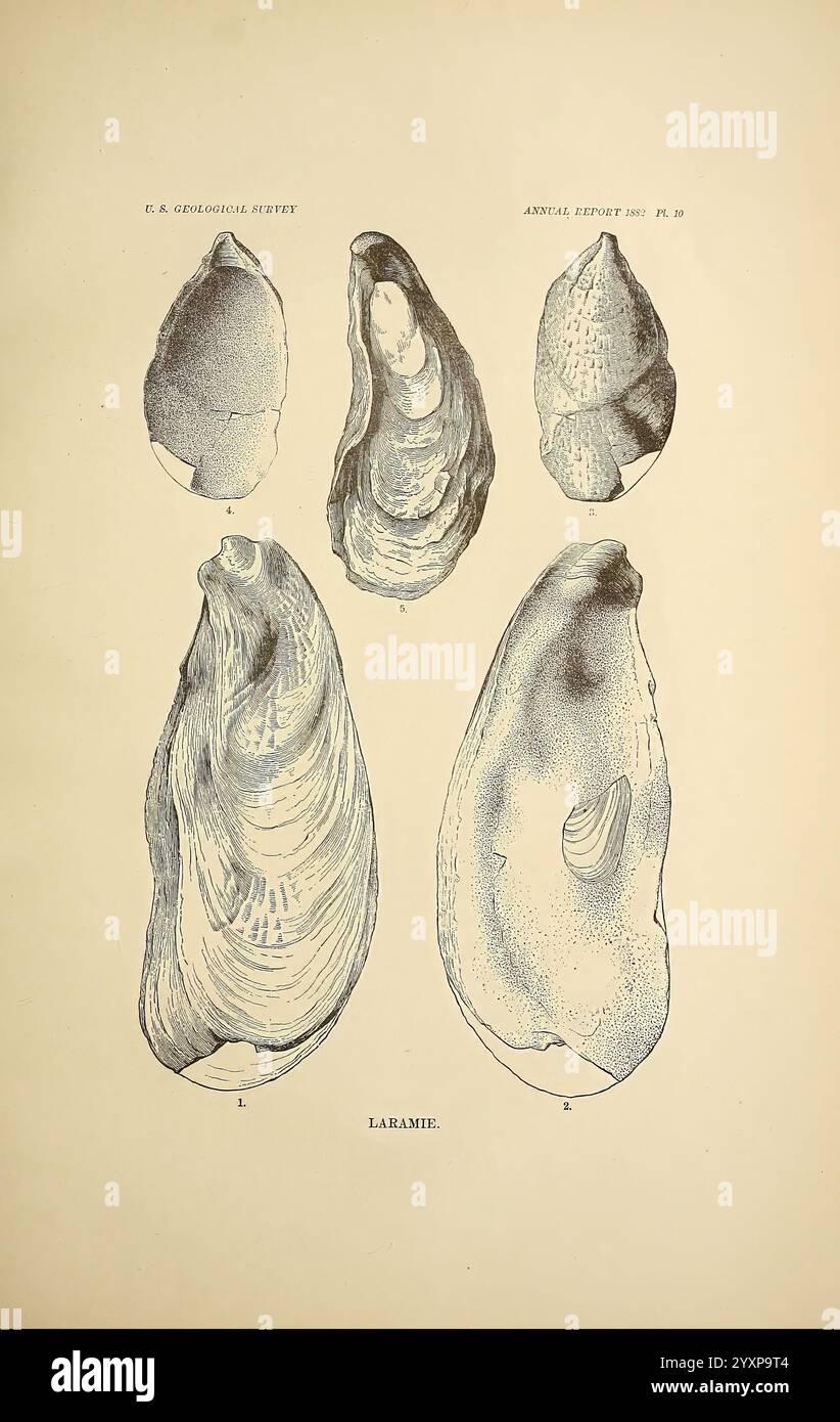 A review of the non-marine fossil Mollusca of North America, Washington ...
