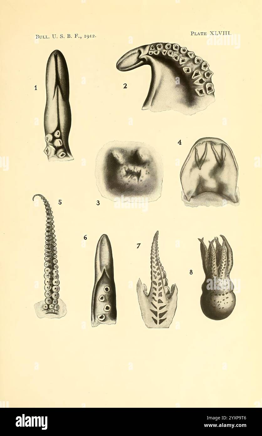 The Cephalopoda of the Hawaiian Islands. Washington, Govt. Print, 1914 ...