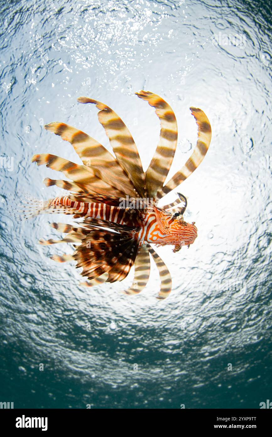 A lionfish, Pterois volitans, swims just under the sea's surface near ...
