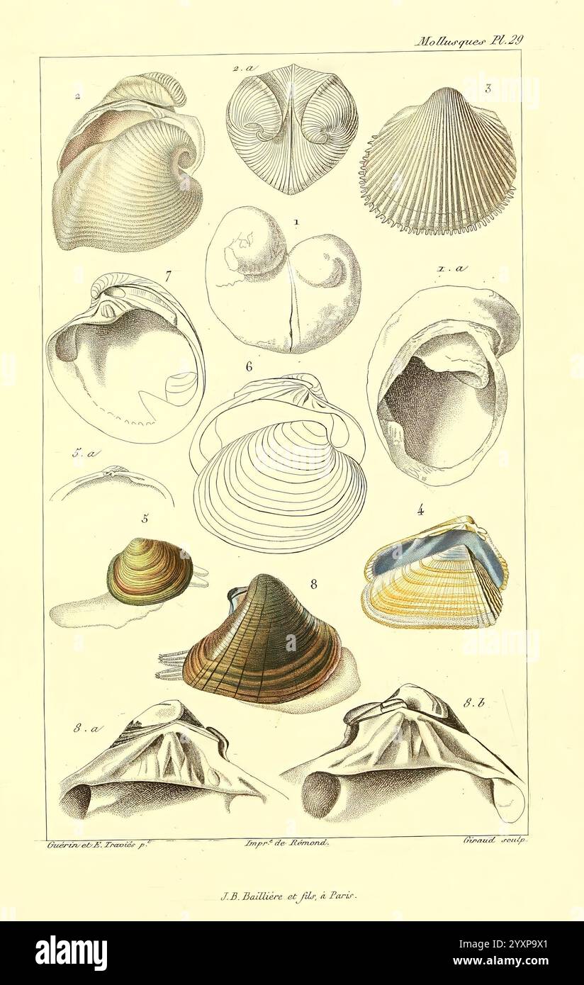 Row of six distinct shells hi-res stock photography and images - Alamy