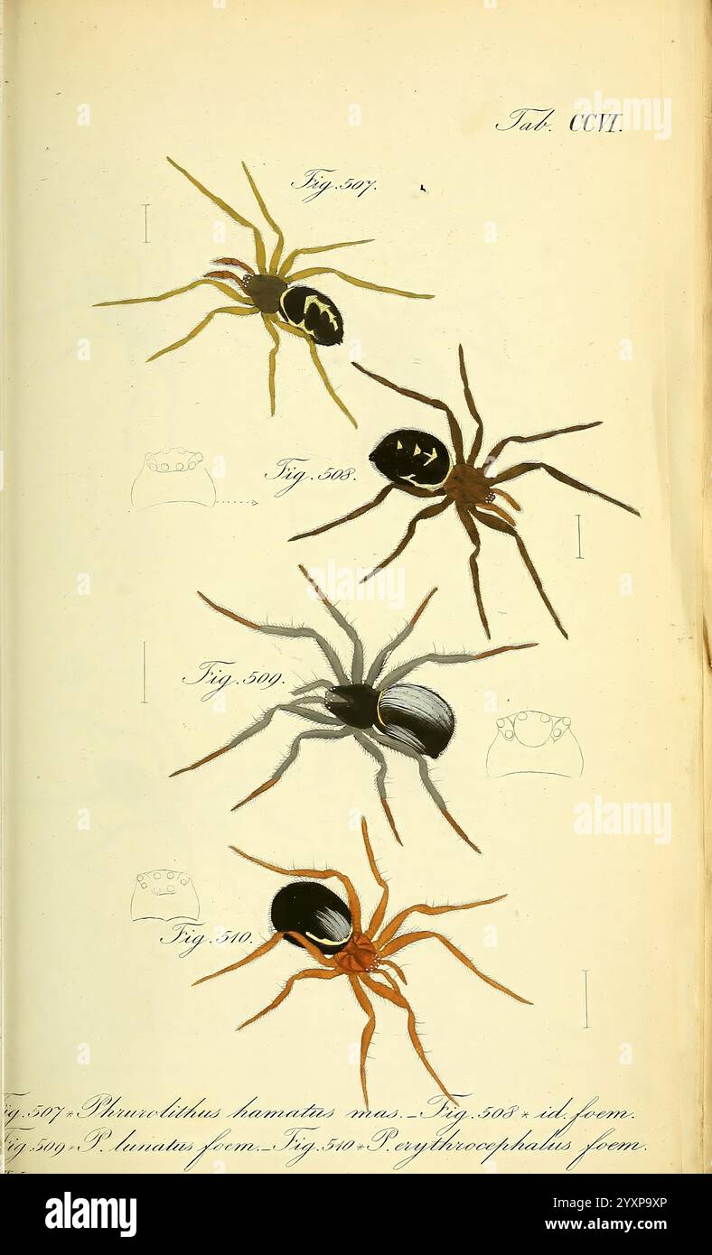 Physical characteristics of spider bodies hi-res stock photography and ...