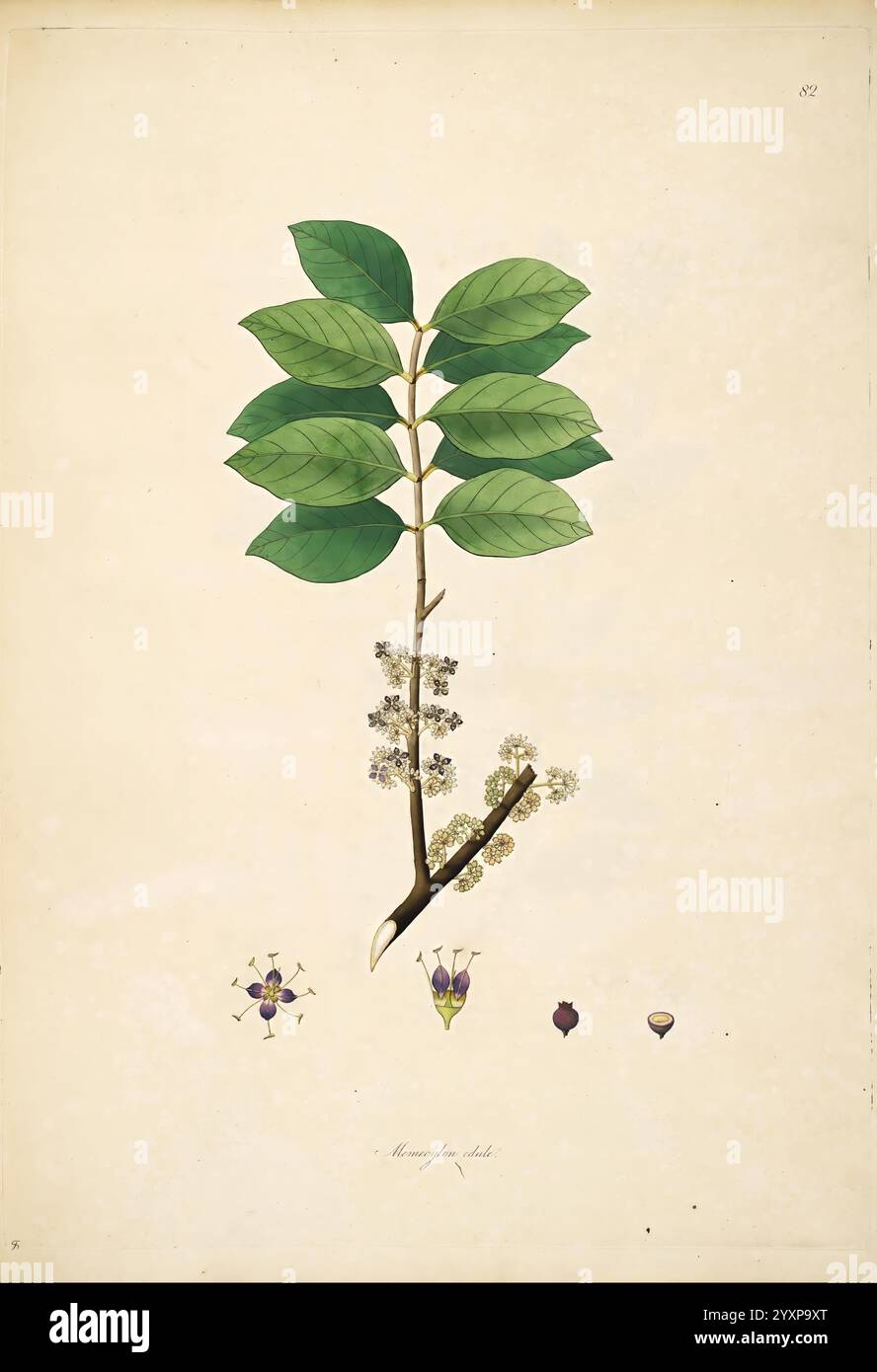 Plants of the coast of Coromandel, London, Printed by W. Bulmer and Co ...