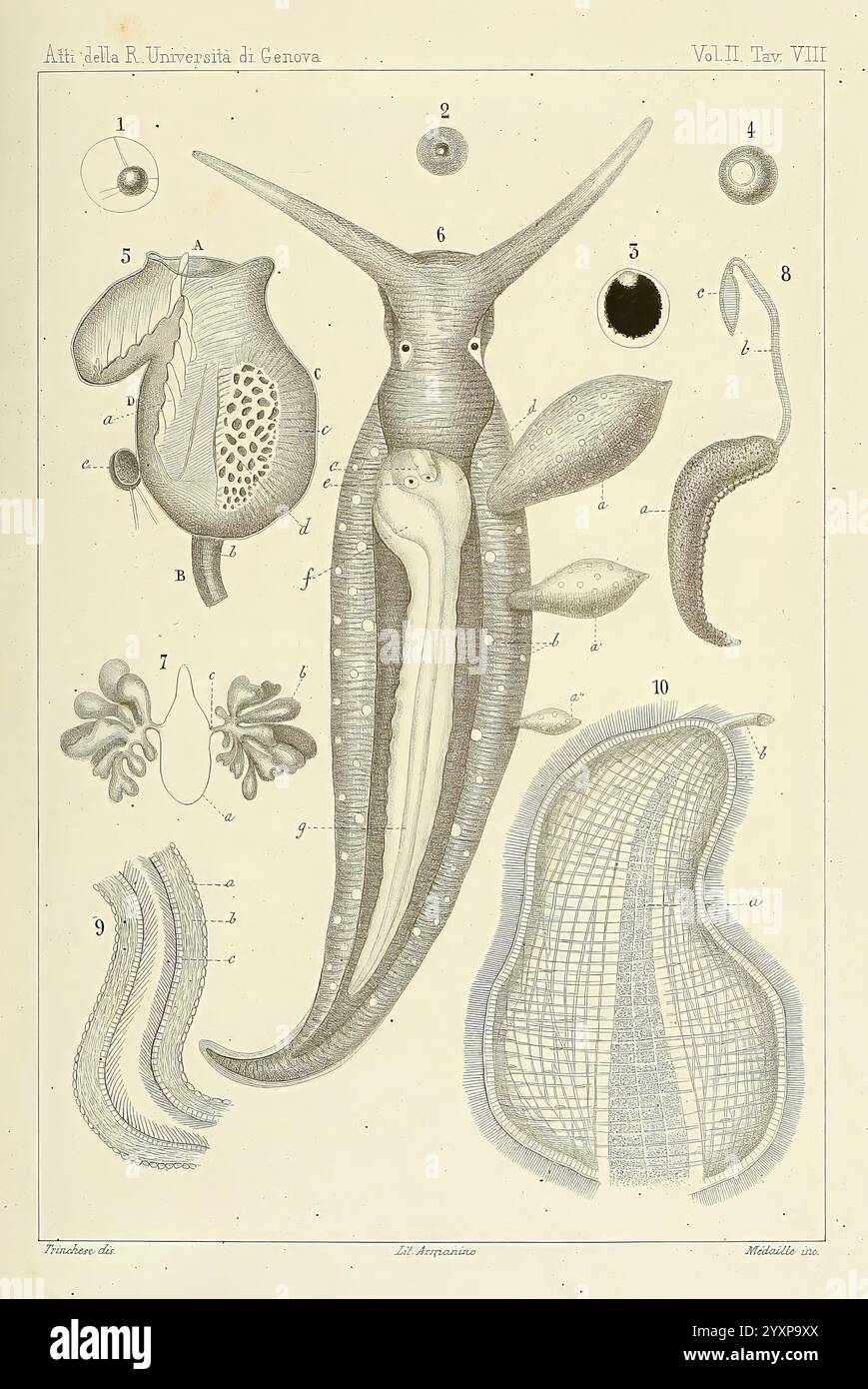 Understanding cephalopod anatomy hi-res stock photography and images ...