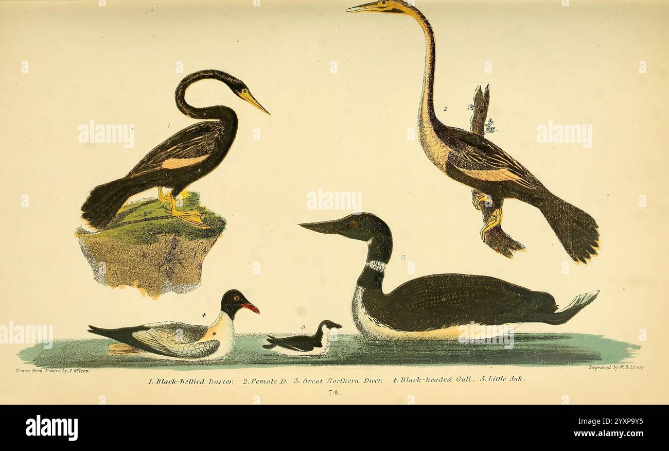 Waterfowl floats serenely hi-res stock photography and images - Alamy