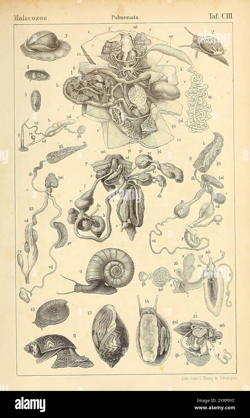 Dr. H.G. Bronn's Klassen und Ordnungen der Weichthiere (Malacozoa ...