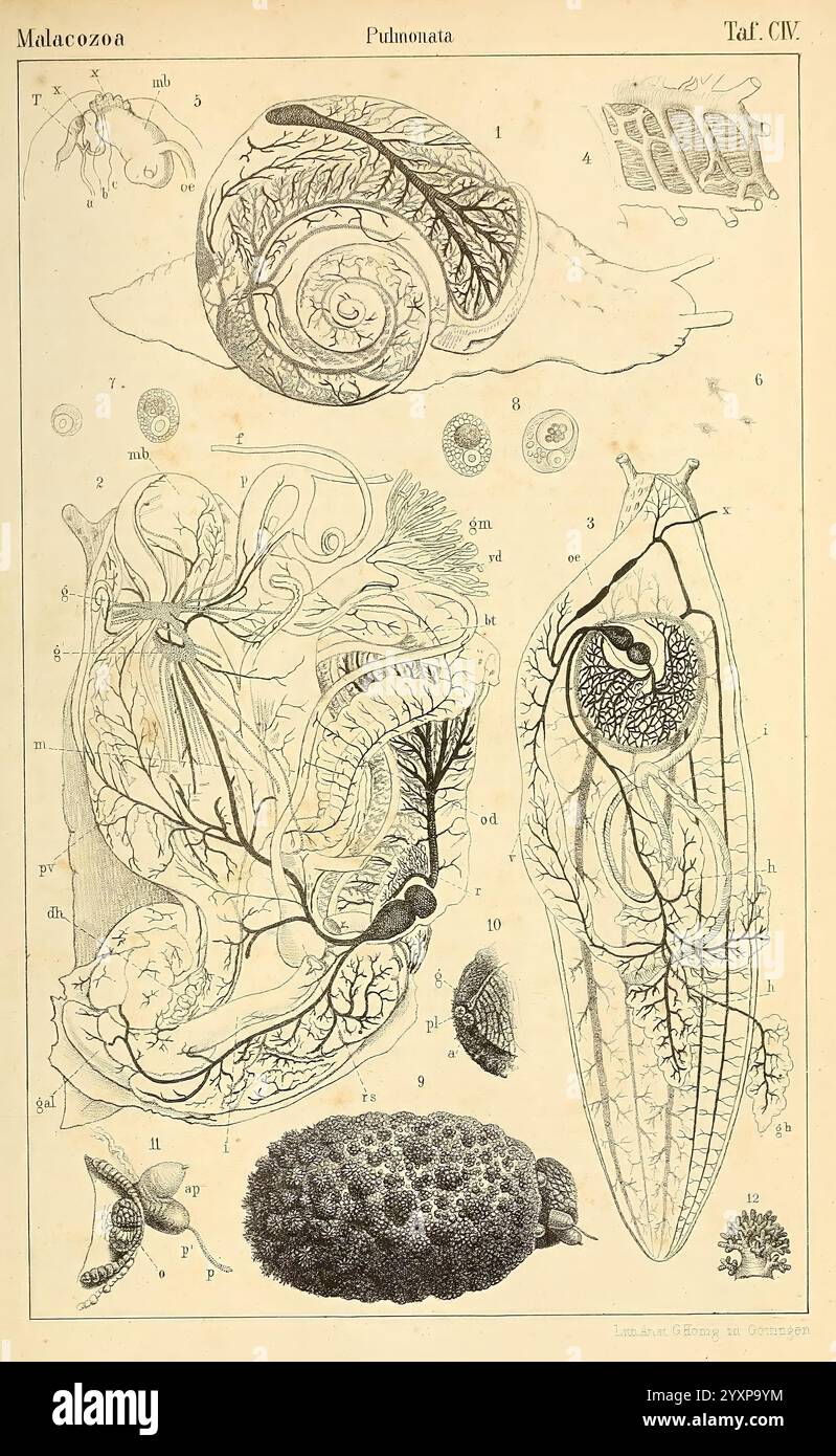 Emphasizing detailed anatomical structures hi-res stock photography and ...