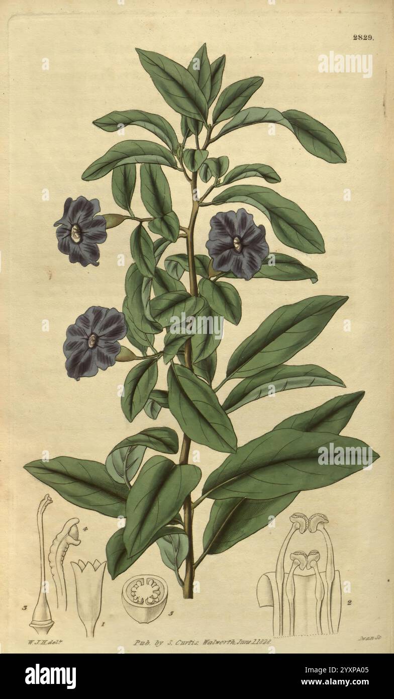 Curtis's Botanical Magazine London New York Botanical Illustration ...