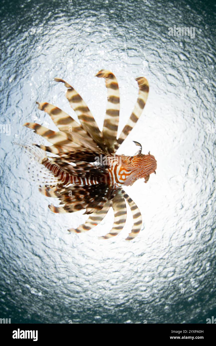 A lionfish, Pterois volitans, swims just under the sea's surface near ...