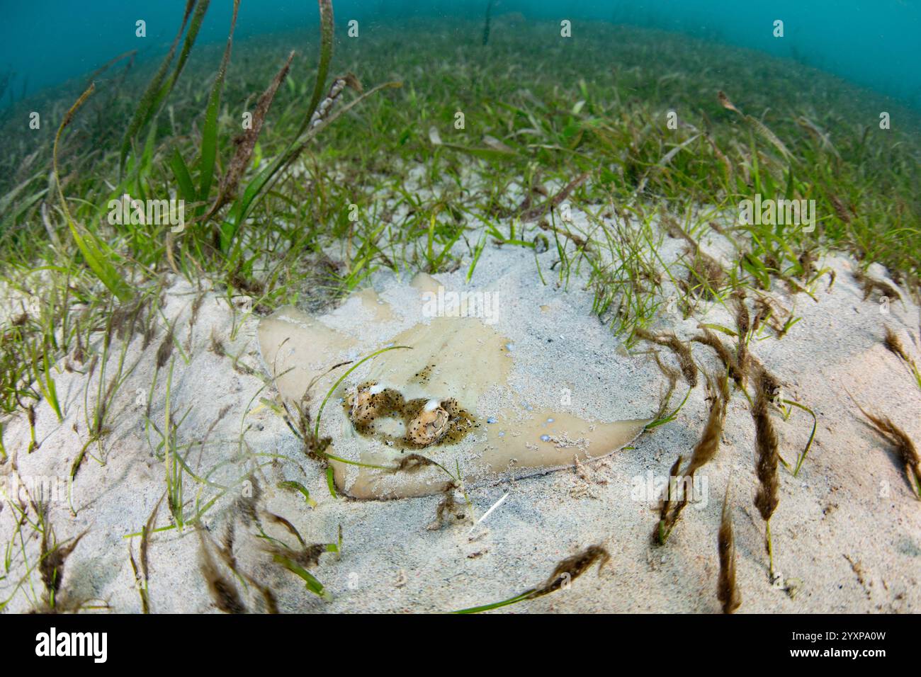 A small Blue-spotted stingray, Neotrygon kuhlii, camouflages itself in ...