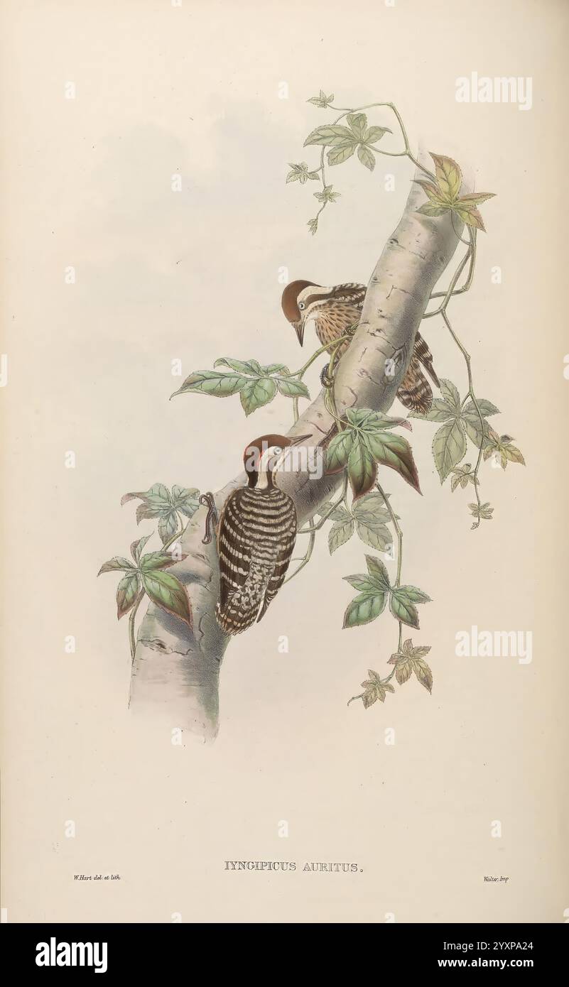 Two woodpeckers perch hi-res stock photography and images - Alamy