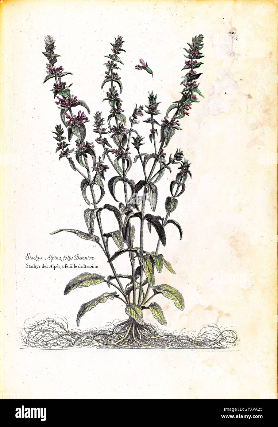 Gently depicted hi-res stock photography and images - Alamy