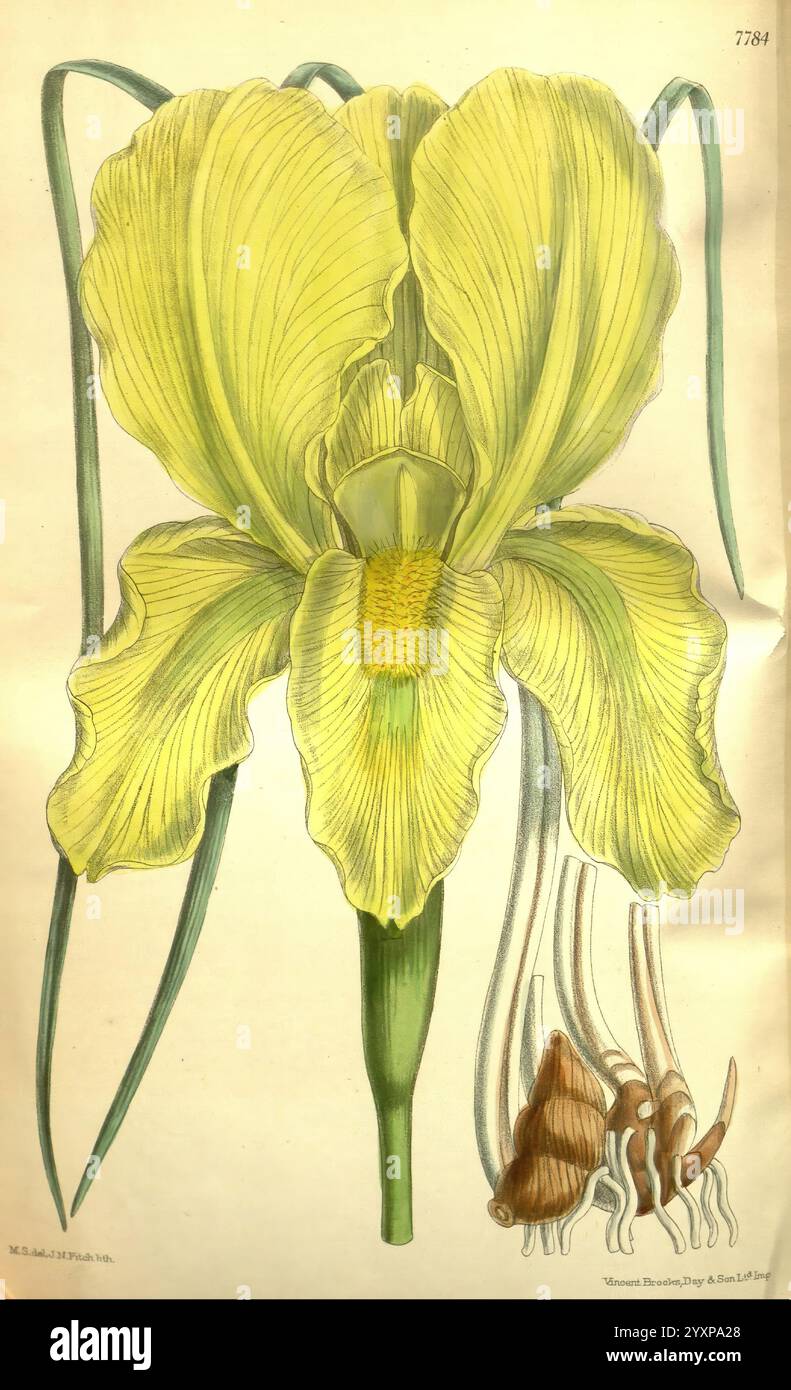 Curtis's Botanical Magazine London New York Botanical Illustration ...
