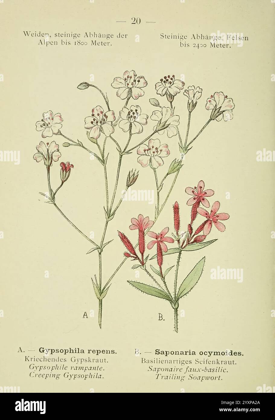 Alpen-Flora, Heidelberg, C. Winter, 1906, alps, mountain plants ...